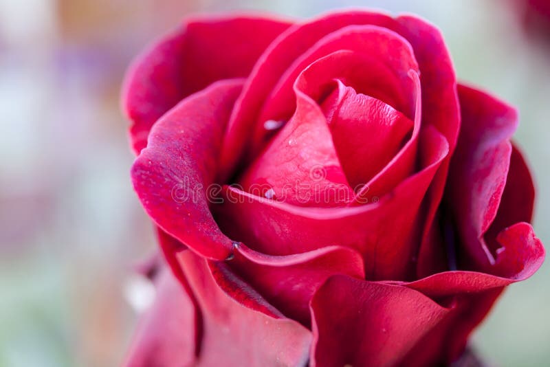 El color del amor foto de archivo. Imagen de rosa, exterior - 102710760
