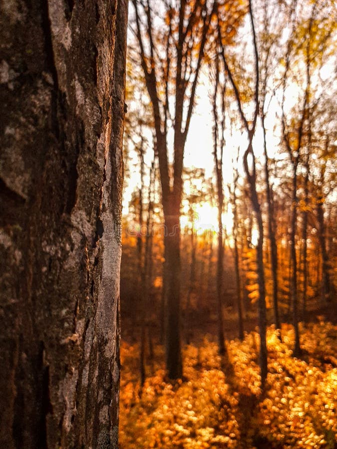 El color del bosque imagen de archivo. Imagen de color - 209978945