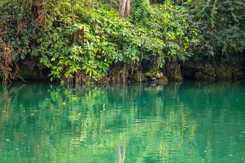 El color verde de la selva imagen de archivo. Imagen de libre - 113725929