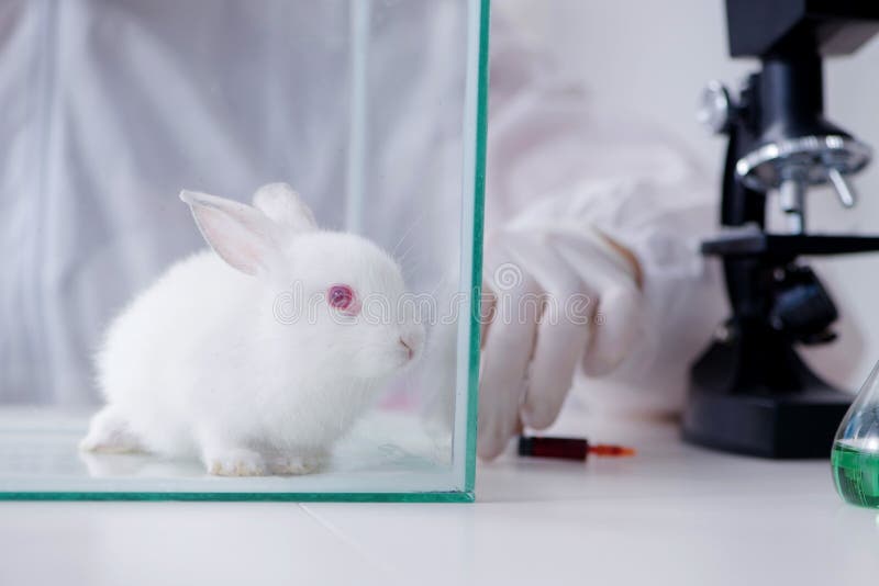 El Conejo Blanco En El Experimento Científico Del Laboratorio Foto de ...