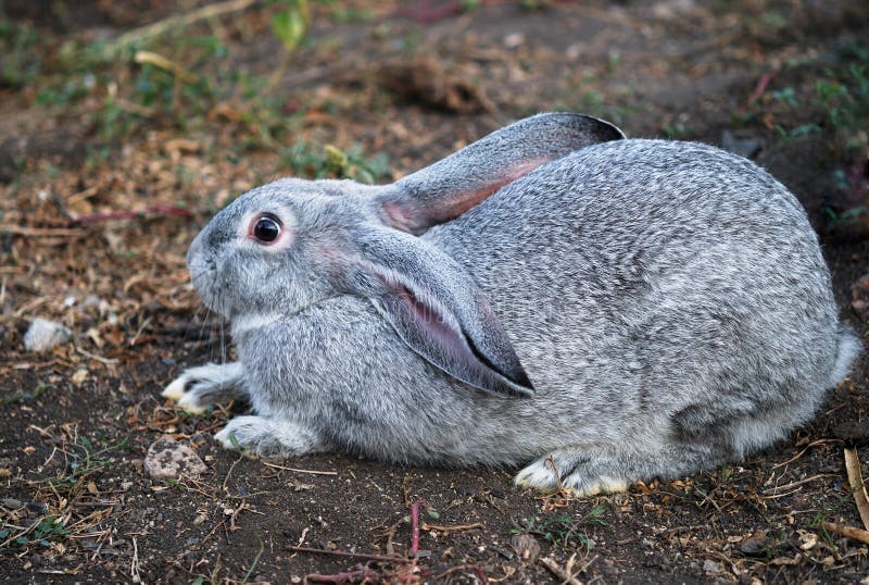 Conejo gris imagen de archivo. Imagen de doméstico, vertebrado - 23568421