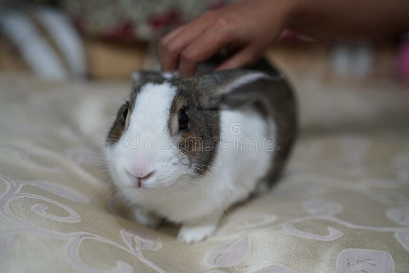 El conejo lindo foto de archivo. Imagen de mano, retroceder - 137045802