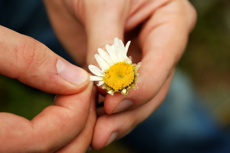 El Conjeturar En La Manzanilla Foto de archivo - Imagen de flores ...