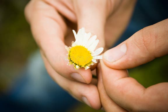 El Conjeturar En La Manzanilla Imagen de archivo - Imagen de conceptos ...