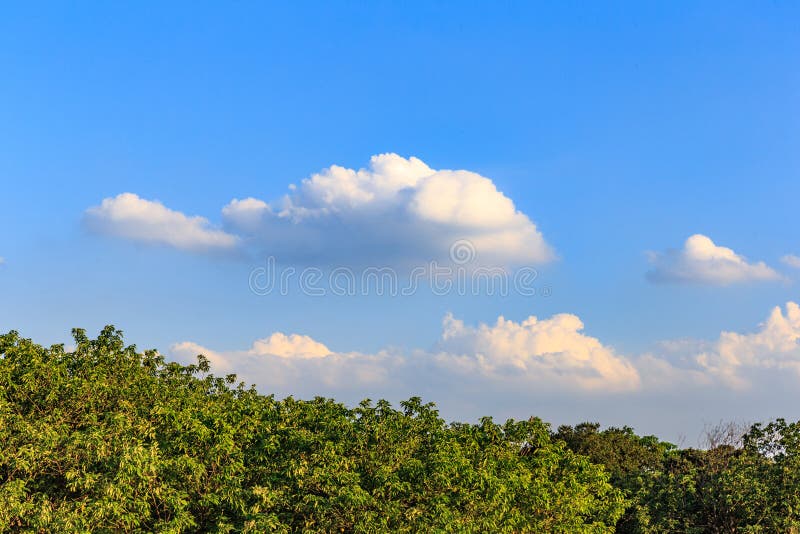 Selva del cielo azul imagen de archivo. Imagen de paisaje - 71624911