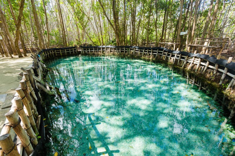 El Corchito Ecological Reserve Mexico Stock Image - Image of water ...