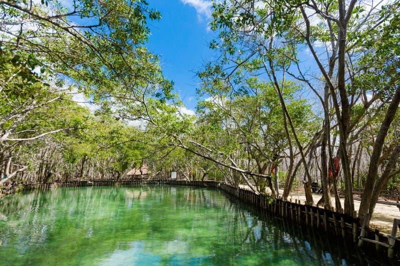 El Corchito Ecological Reserve Mexico Stock Image - Image of forest ...