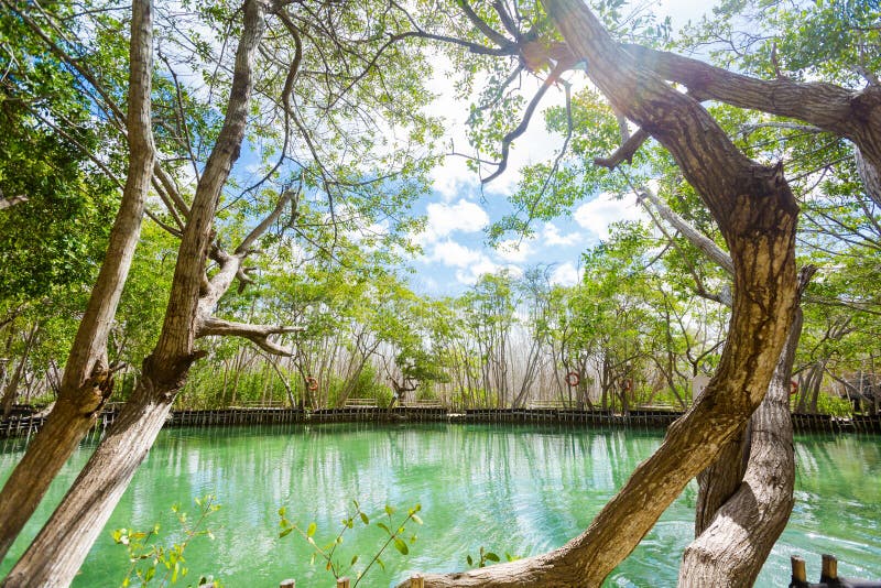 El Corchito Ecological Reserve Mexico Stock Image - Image of progreso ...