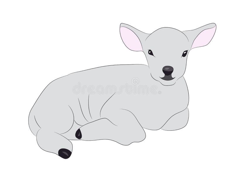 El Cordero Es Color De Dibujo, Vector Ilustración del Vector ...