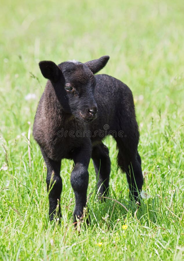 El Cordero Negro En Un Prado Verde Foto de archivo - Imagen de ovejas ...