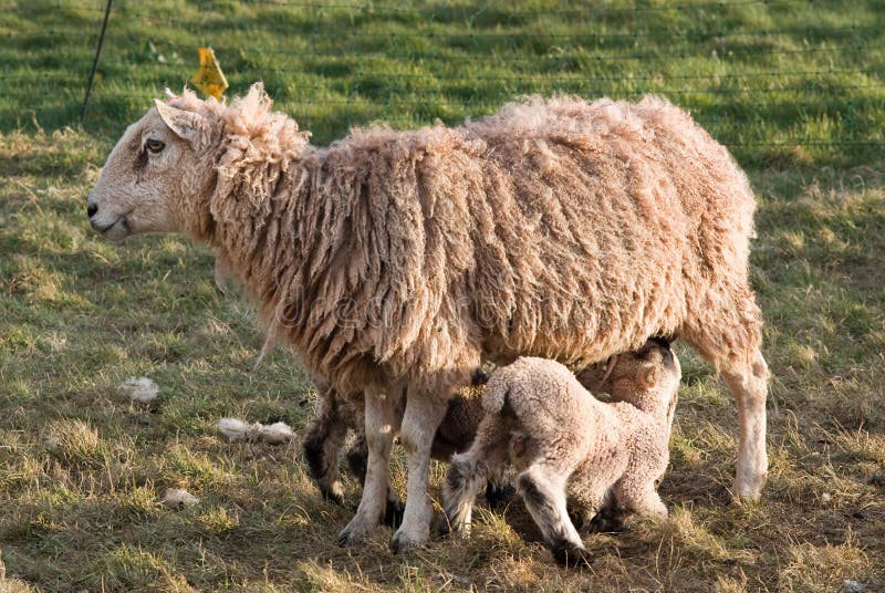 El Cordero Que Introduce Desde él Es Madre Foto de archivo - Imagen de ...
