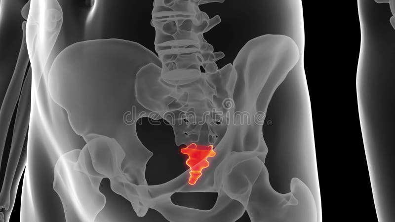 Ejemplo 3d De La Anatomía Del Coxis Del Cuerpo Humano Metrajes - Vídeo ...