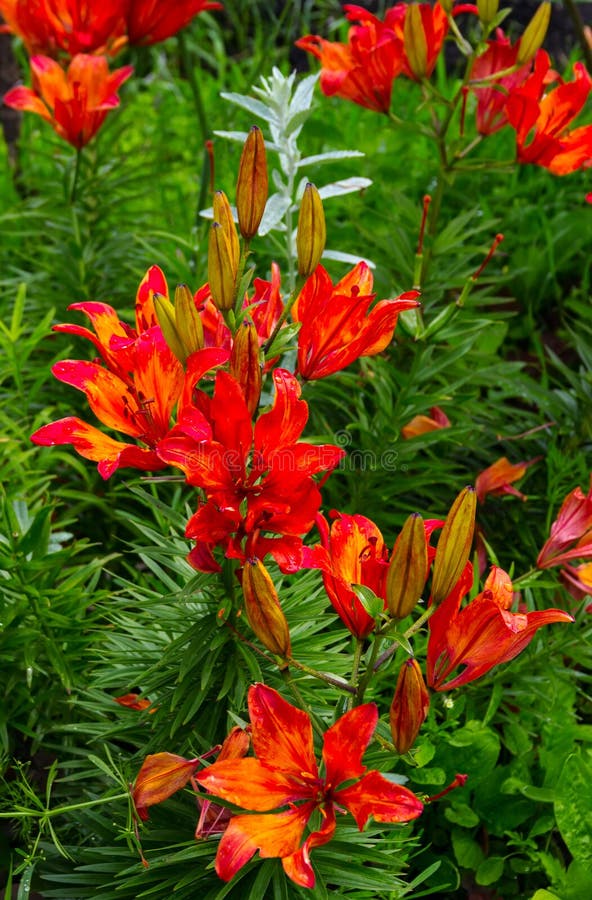 El Crecimiento Rojo De Los Lirios Foto de archivo - Imagen de lirios ...