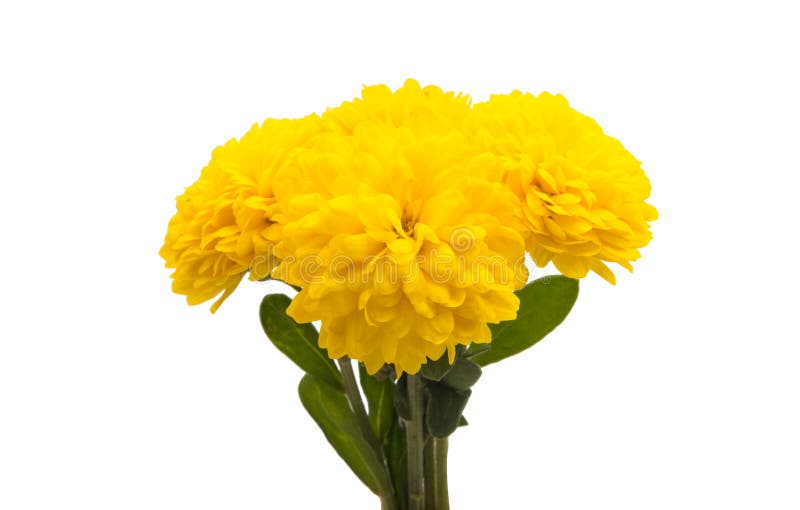 Crisantemo Amarillo Aislado Imagen de archivo - Imagen de resorte ...
