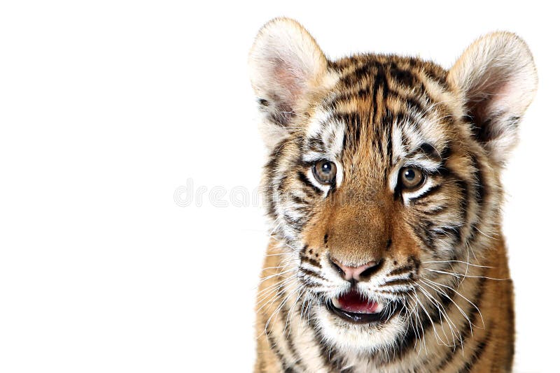 El Cub foto de archivo. Imagen de fuerte, cachorro, tigre - 9602248
