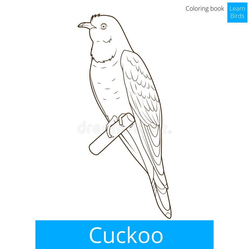 Cuco Ilustraciones Stock, Vectores, Y Clipart – (1,674 Ilustraciones Stock)
