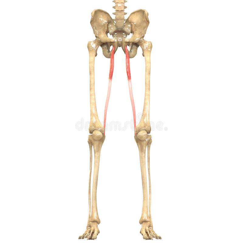 El Cuerpo Humano Muscles La Anatomía (Gracilis) Stock de ilustración ...