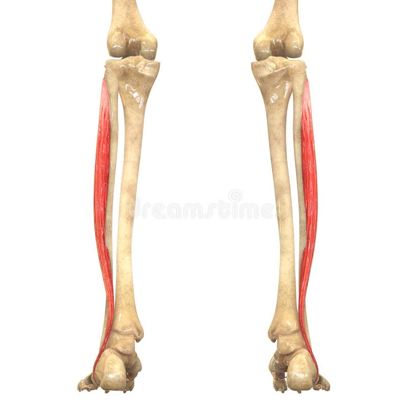 Anatomía De Los Músculos Del Cuerpo Humano (Peroneo Largo) Stock de ...