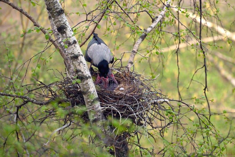 El Cuervo Alimenta Pájaros De Bebé Foto de archivo - Imagen de hojas ...