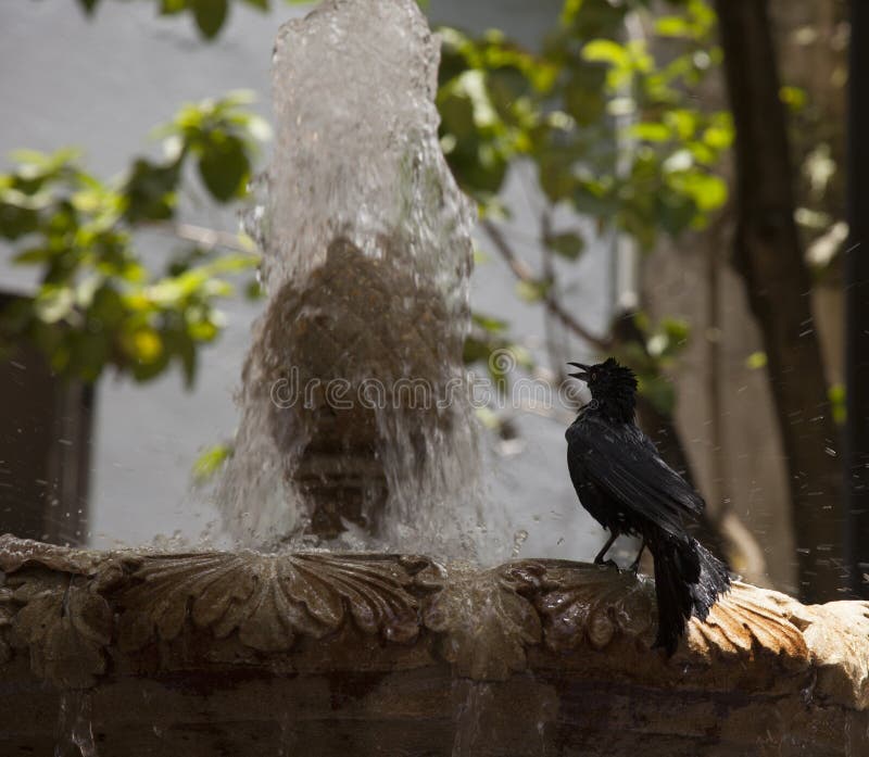El Cuervo Bebe El Agua De La Fuente Foto de archivo - Imagen de pico ...