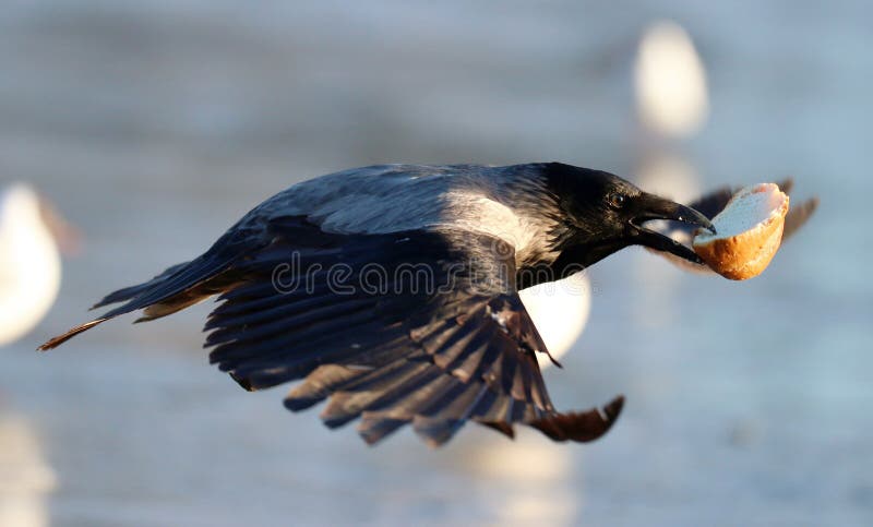 Cuervo vuela contra el mar imagen de archivo. Imagen de alimento ...