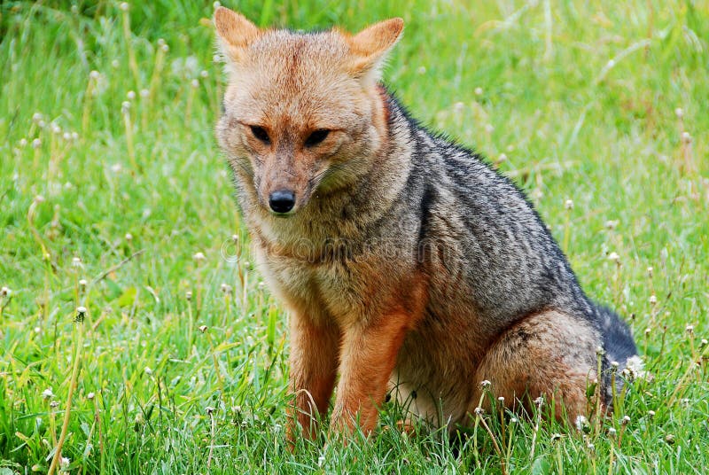 El culpeo foto de archivo. Imagen de pato, argentina - 47015660