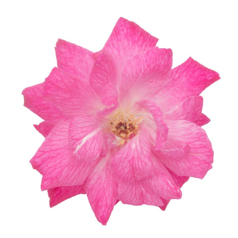 Fondo Color De Rosa Del Damasco Imagen de archivo - Imagen de verano ...