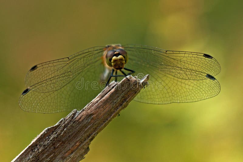 El Darter Rubicundo, Sanguineum De Sympetrum Foto de archivo - Imagen ...