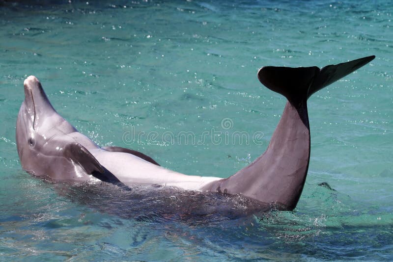 Cola del delfín en agua imagen de archivo. Imagen de sumergir - 2936403