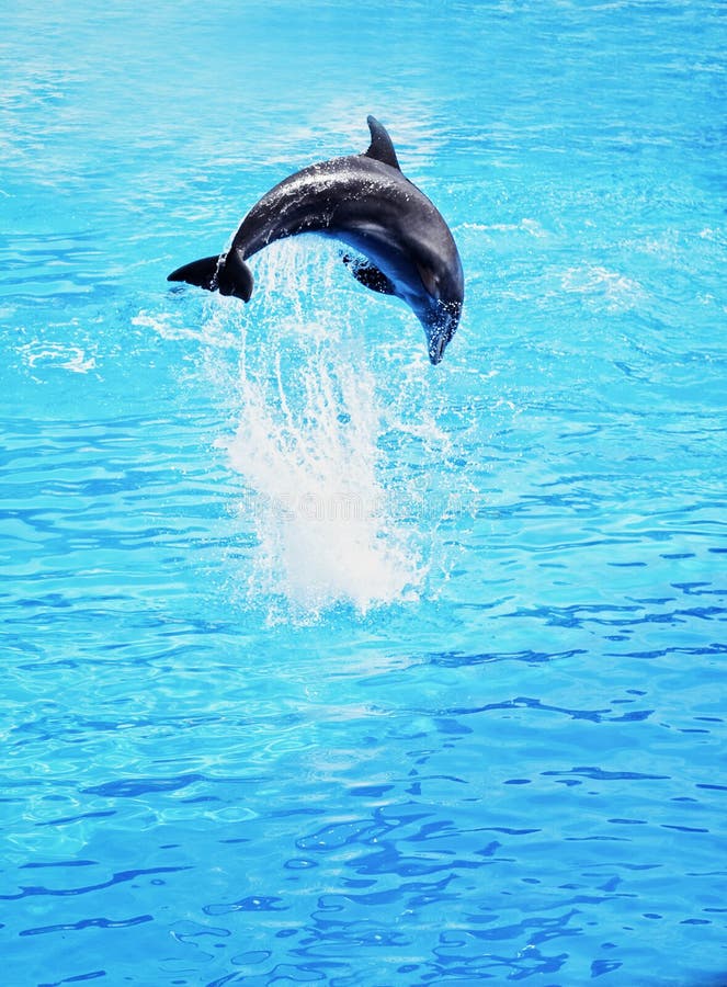 El Delfín Que Salta En El Mar Imagen de archivo - Imagen de piscina ...