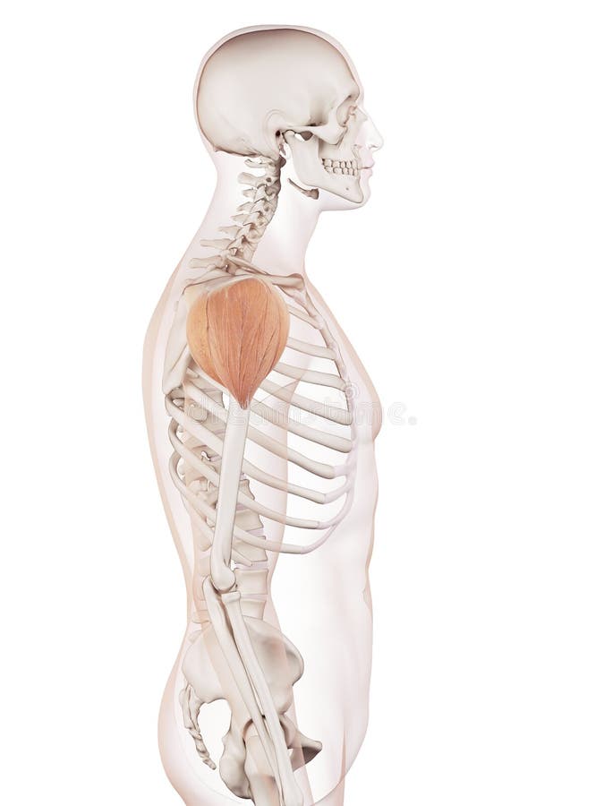 El deltoideo stock de ilustración. Ilustración de hombro - 57547940