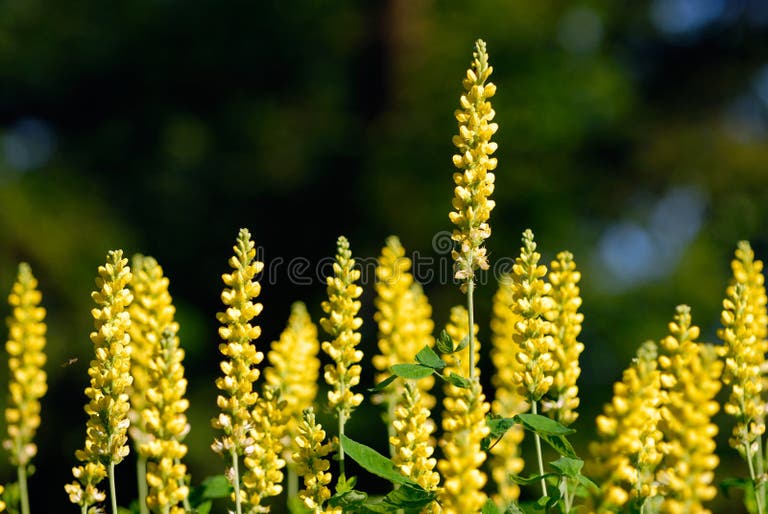 El destacarse imagen de archivo. Imagen de flor, salir - 2263273