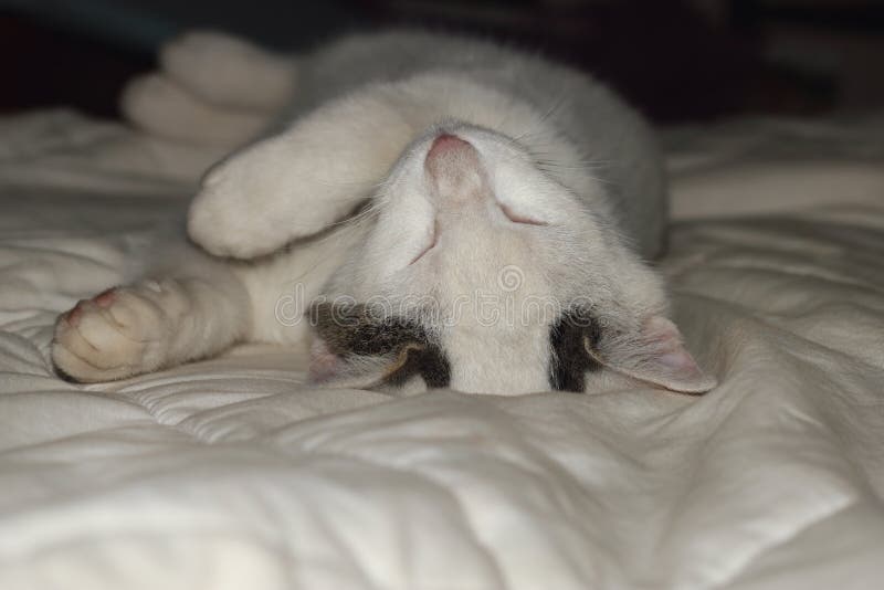 Gatito imagen de archivo. Imagen de doméstico, atento - 76613819