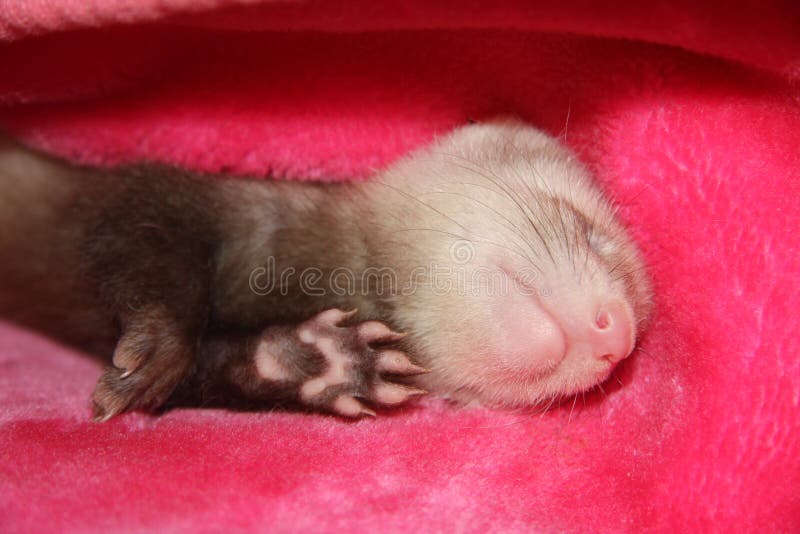 Hurón Del Bebé En Un Fondo Blanco Foto de archivo - Imagen de peludo ...