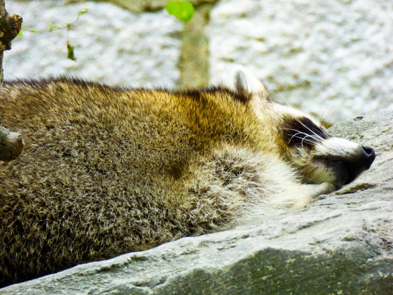 Mapaches Que Duermen En El Carril De La Cubierta Imagen de archivo ...