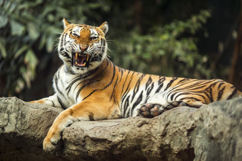 El Dormir Del Rugido Del Tigre Imagen de archivo - Imagen de tolerancia ...