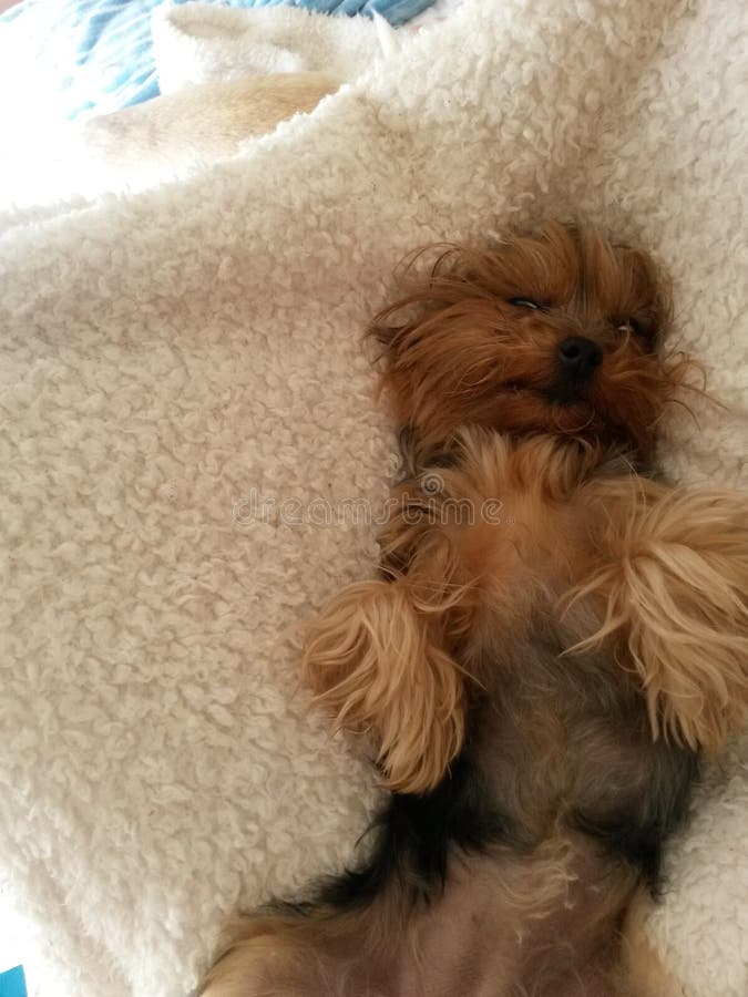 El dormir lindo del yorkie foto de archivo. Imagen de mentira - 43564102