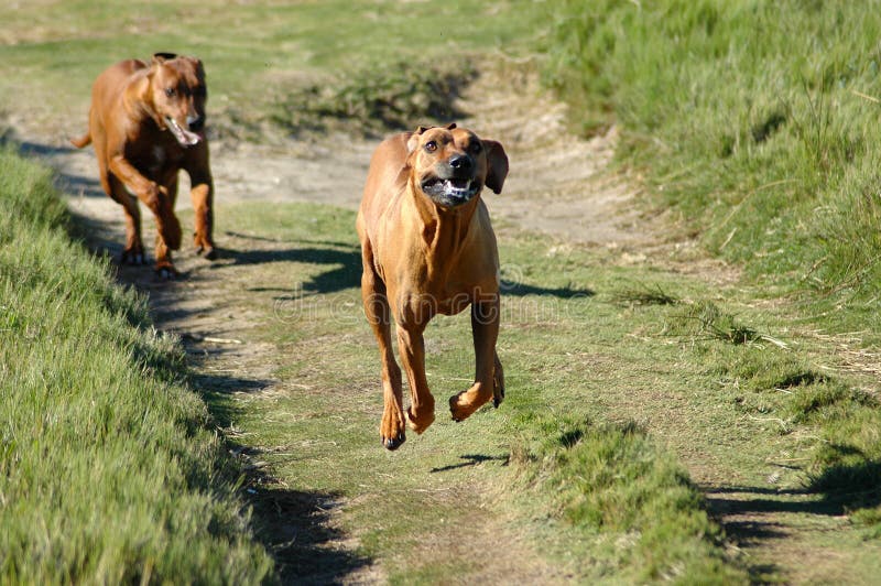 Perros corrientes foto de archivo. Imagen de feliz, movimiento - 3343420