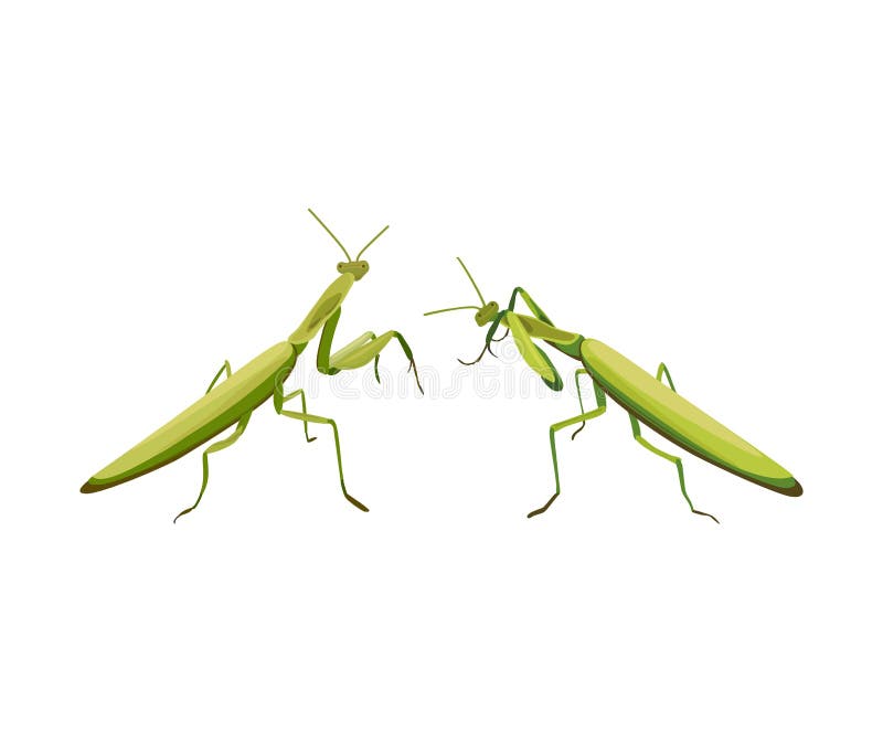 Mantis religiosa, ejemplo ilustración del vector. Ilustración de ...