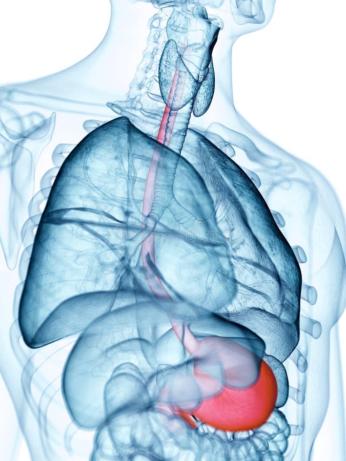 Epitelio del esófago imagen de archivo. Imagen de epitelial - 117240105