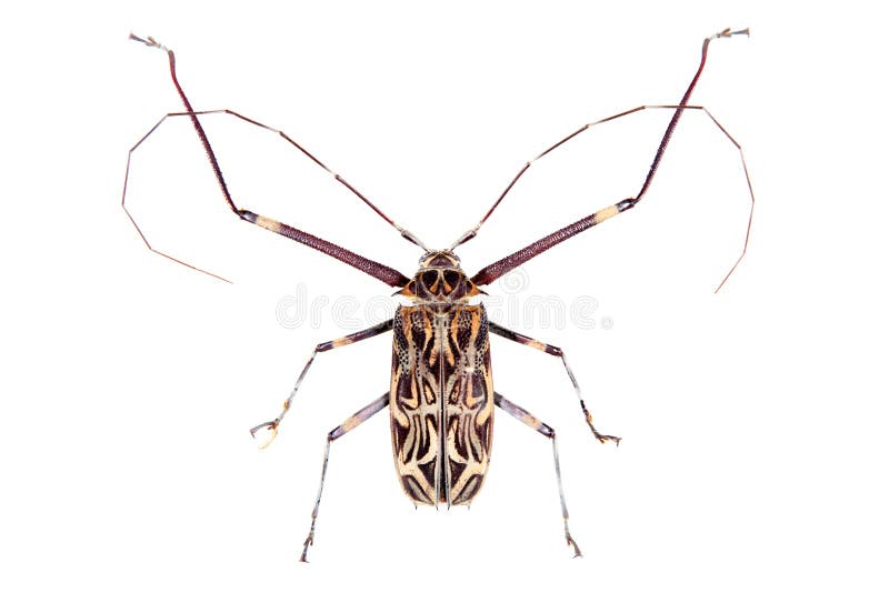 El Escarabajo De Aserrador De Pino En El Fondo Blanco Imagen de archivo ...