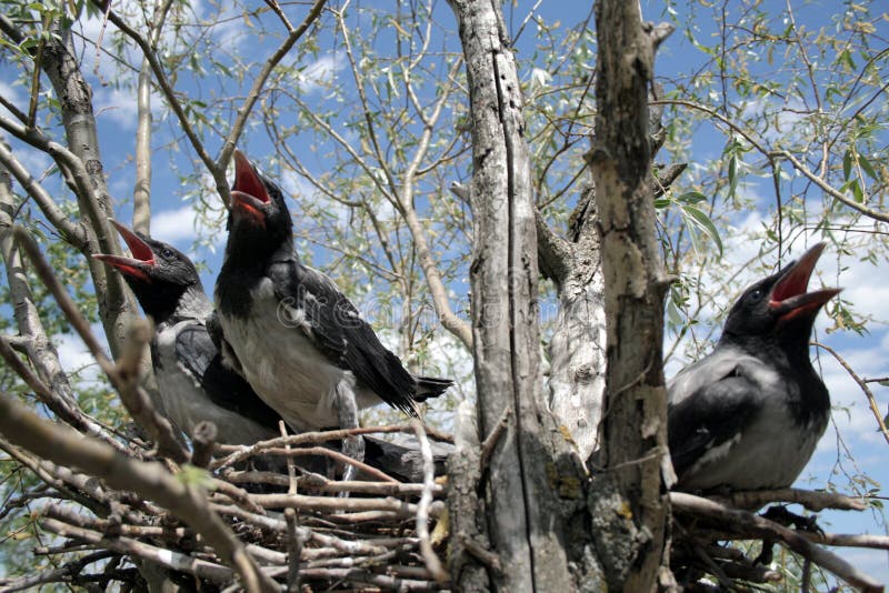 647 Cuervo Del Bebé Fotos de stock - Fotos libres de regalías de Dreamstime