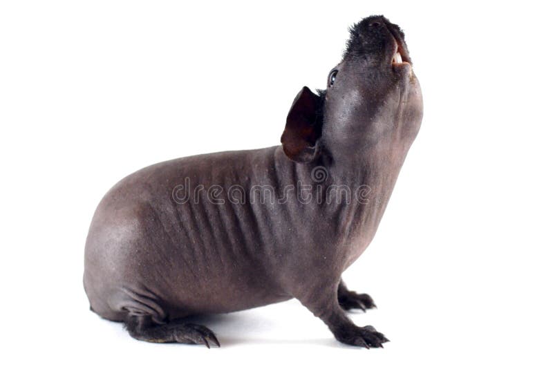 El Jugar Flaco Del Cerdo Se Viste Para Arriba Imagen de archivo ...