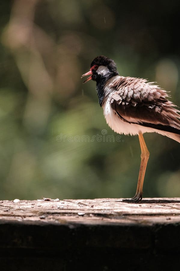 El Etiquetado De Red Es Un Tipo De Ave. Imagen de archivo - Imagen de ...