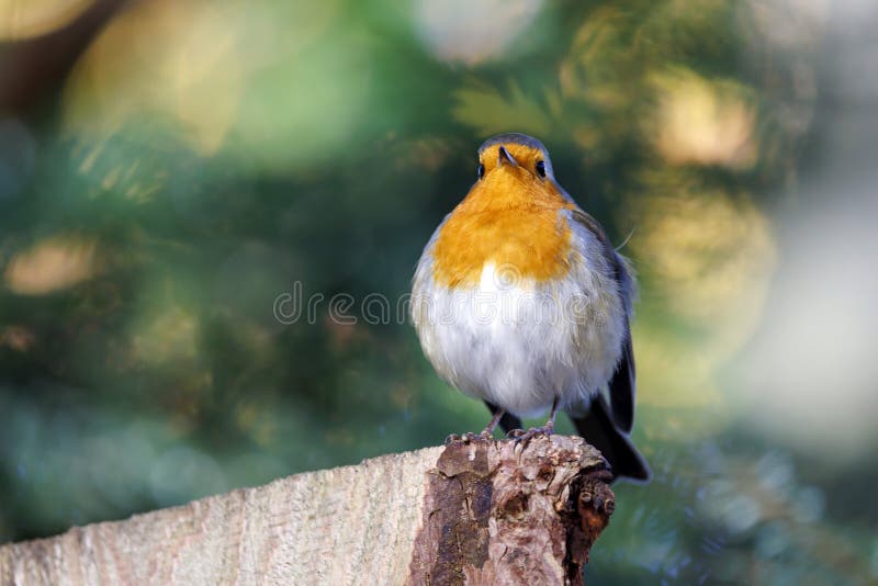 El Europeo Robin Erithacus Rubecula Imagen de archivo - Imagen de ...