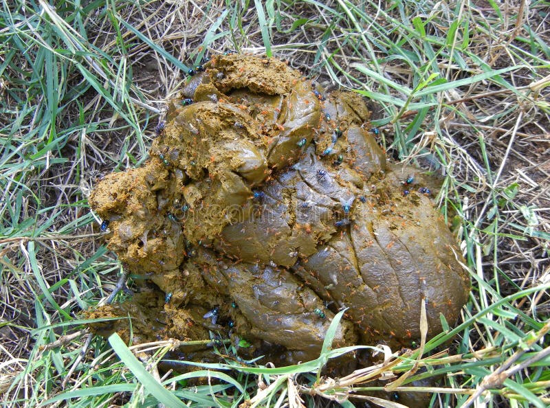 5,179 Excremento Fotos - Libres de Derechos y Gratuitas de Dreamstime