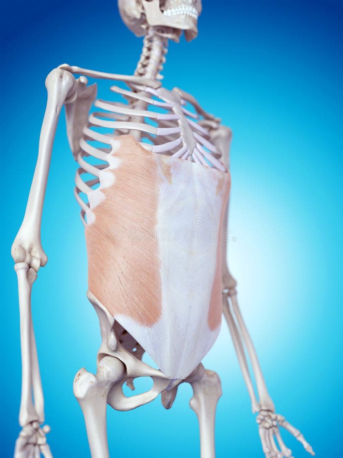 El músculo oblicuo externo stock de ilustración. Ilustración de aptitud ...