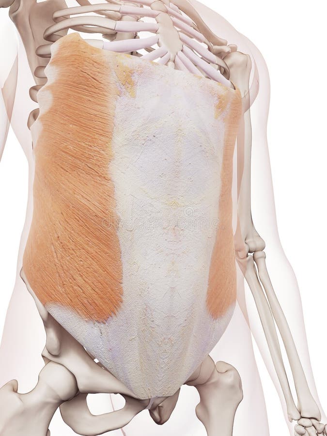 El músculo oblicuo externo stock de ilustración. Ilustración de aptitud ...