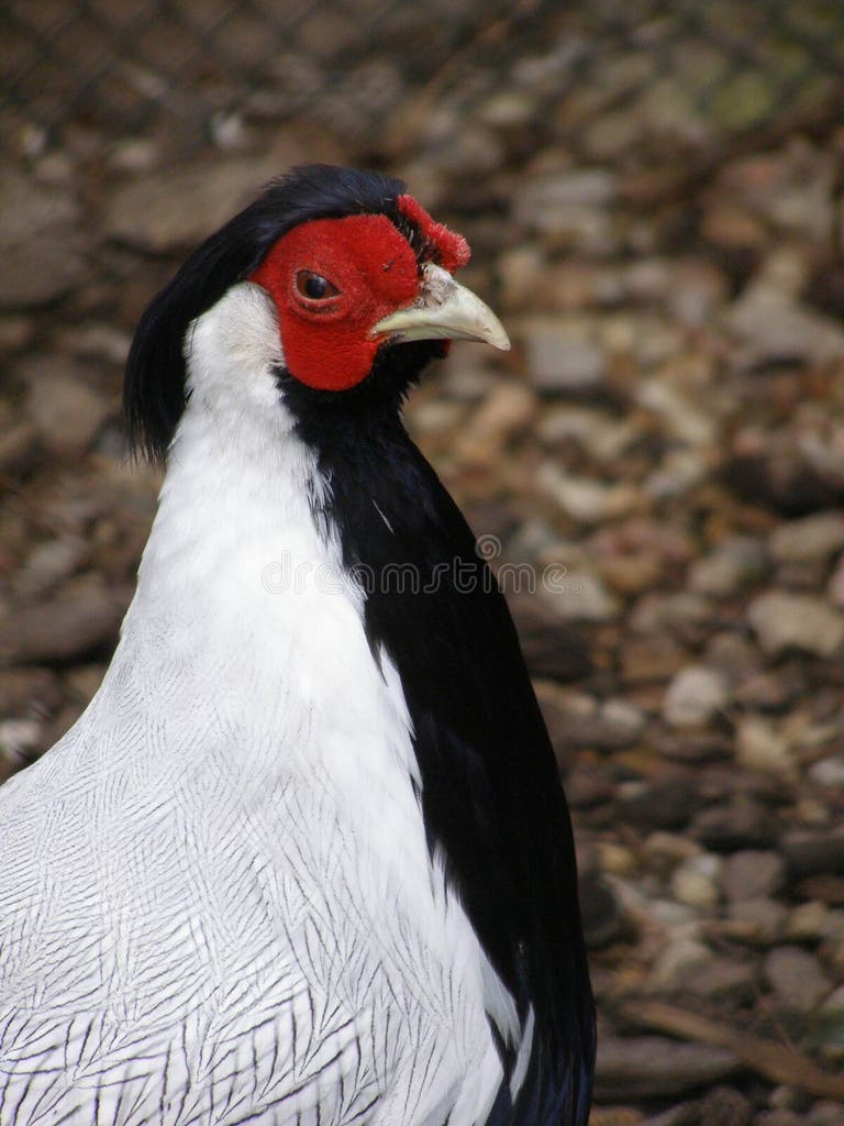 906 El Pájaro De Plata Del Faisán Fotos de stock - Fotos libres de ...