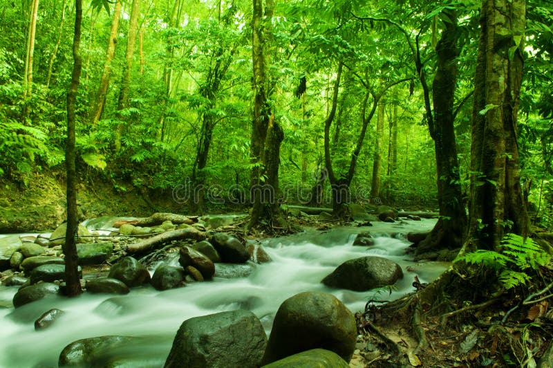 El Fluir Tropical De La Corriente Imagen de archivo - Imagen de ...